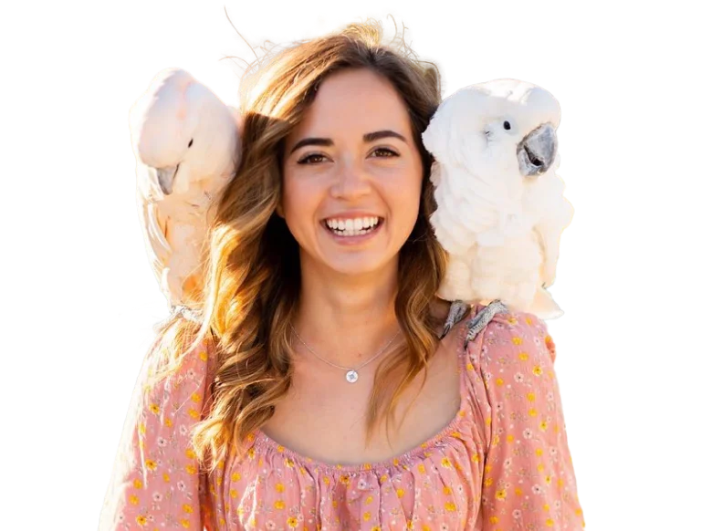 StreamElements | The Ultimate Streamer Platform